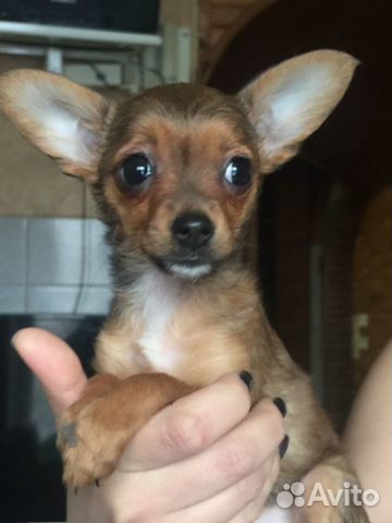 Щенки тойтерьера