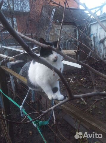 Котик ждёт хорошие ручки