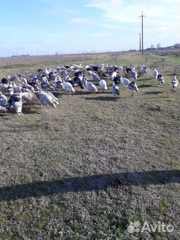 Индюки домашние