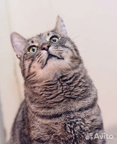 Спасеныш Барсик полосатый бывший строитель