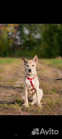 Очаровашка Ларри ждёт тебя