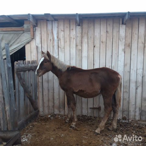 Продам жеребчека