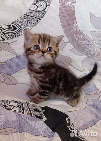 Шотландский котёнок-тигрёнок