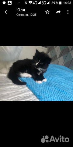 Котята сибирской кошки