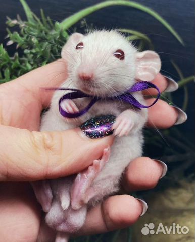 Крысята тедди дамбо