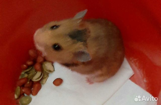 Сирийские хомячки