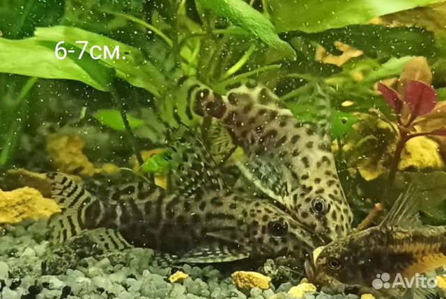 Бесплатно сом Синодонтис (перевёртыш)