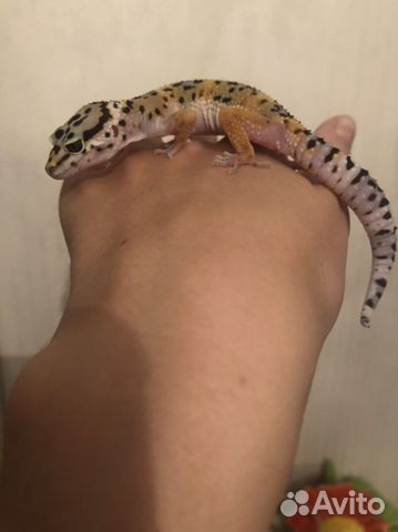 Геккон эублефар