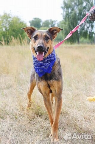 Комета хочет домой