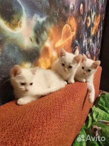 Кошка в дар