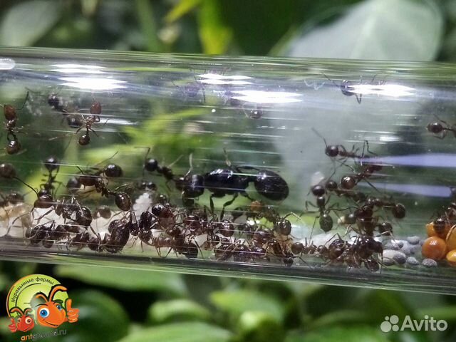 Муравьи для заселения в муравьиную ферму