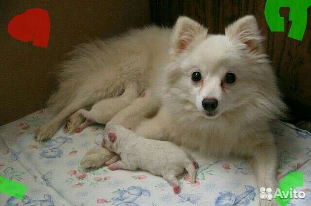 Белоснежка