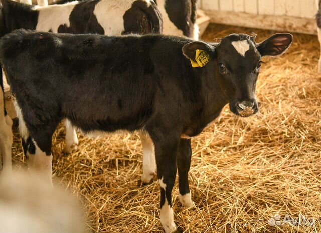 Телята Бычки телки