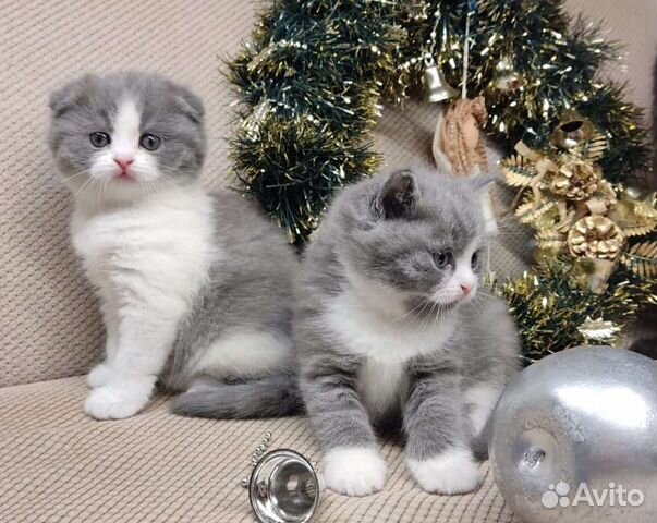 Котята