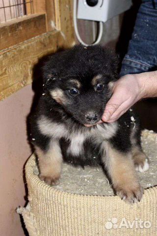 Маленькие сладкие булочки, щенки в дар