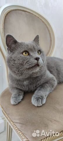 Британская