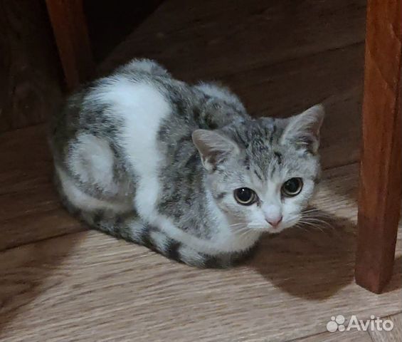 Отдам кошечку в добрые руки