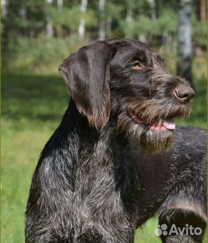 Продажа щенков дратхаар