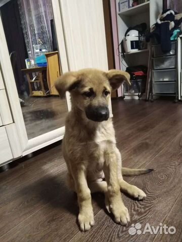 Щенок Немецкой Овчарки