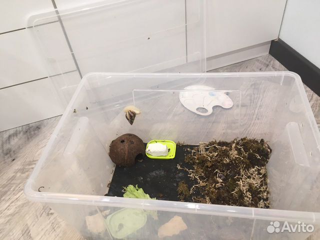 Улитки ахатины альбино