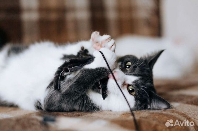 Невезучая Молли