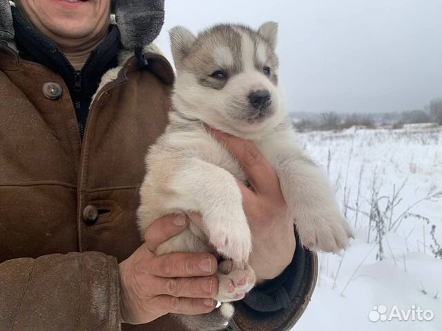 Щенки сибирской хаски