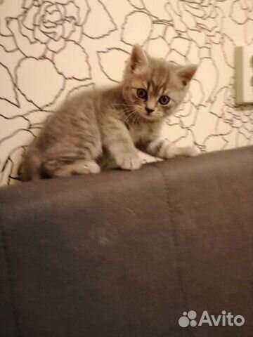 Шотландские вислоухие котята