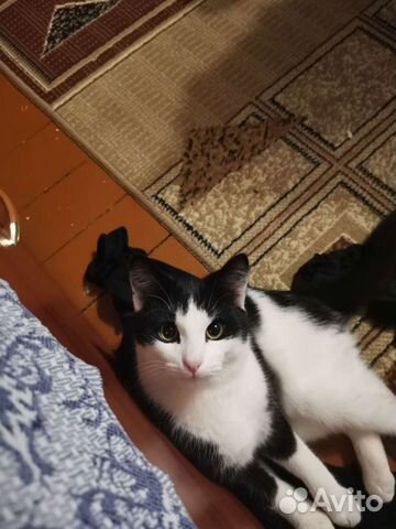 Котёнок потомственный мышелов 5 мес