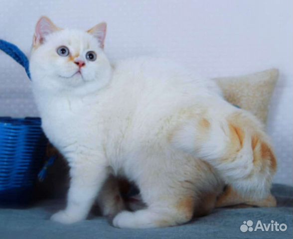Британский кот