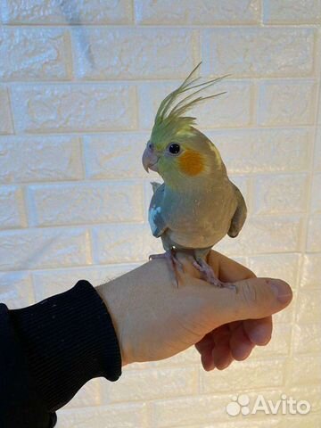 Ручные попугаи Корелла выкормыши