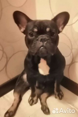 Животные вязка