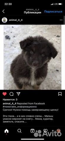 Щенок замерзает