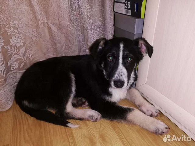 Щенки девочка Лола и мальчик Ричи 3мес привиты