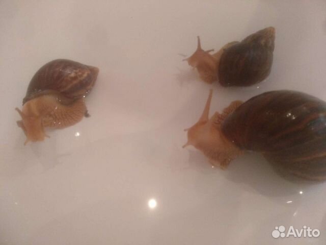 Улитки ахатины