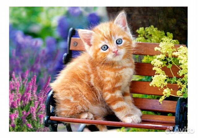 Рыжий котик ищет теплый дом