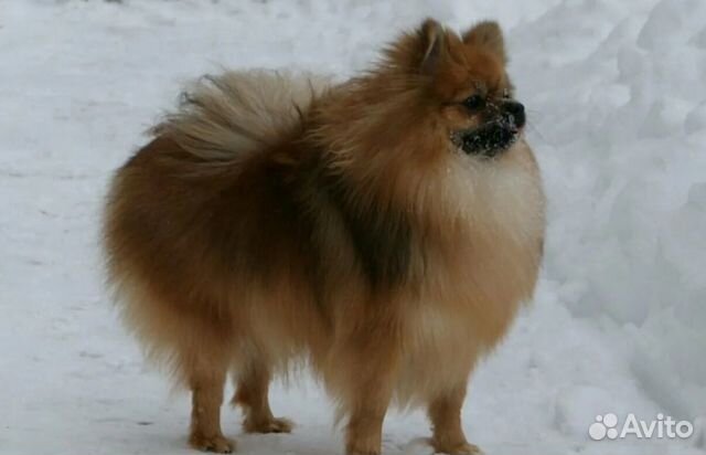 Меховое облачко