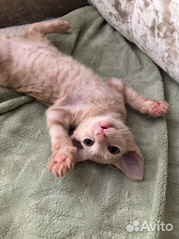 Донской сфинкс котята