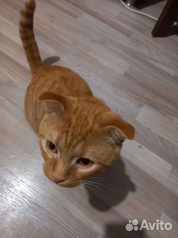 Британская кошка