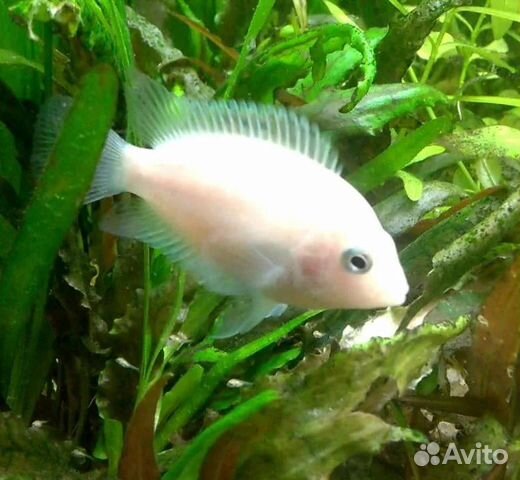 Цихлазомы альбиносы
