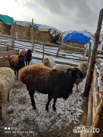 Эдельбаевские бараны