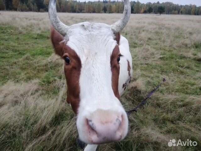 Продам корову айширской породы