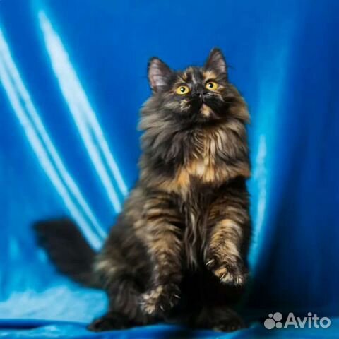 Уголек, частный приют "Доброкот"