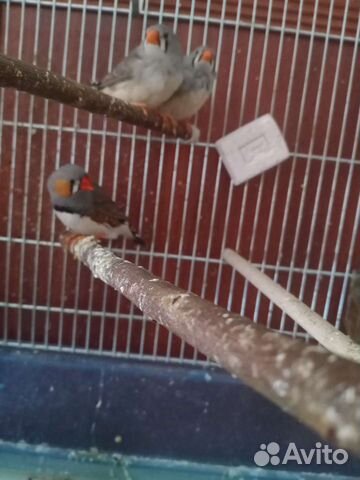 Зебровые амадины