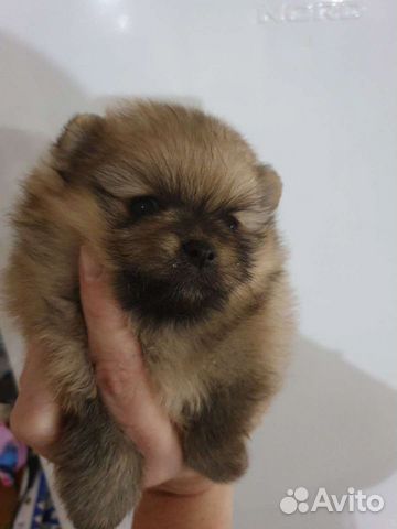 Шпиц померанский девочка РКФ