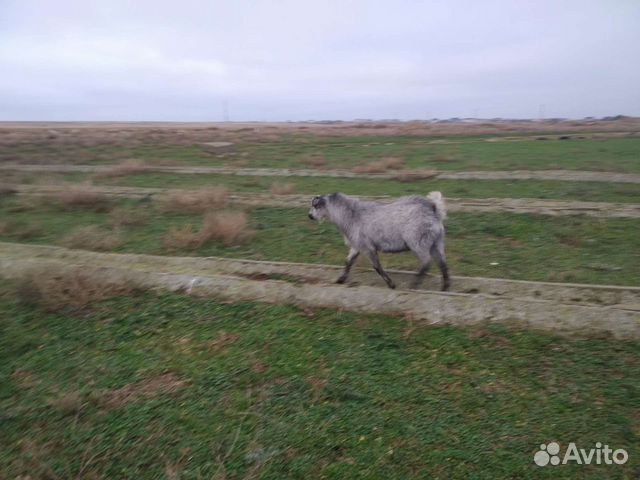 Нубийский козел