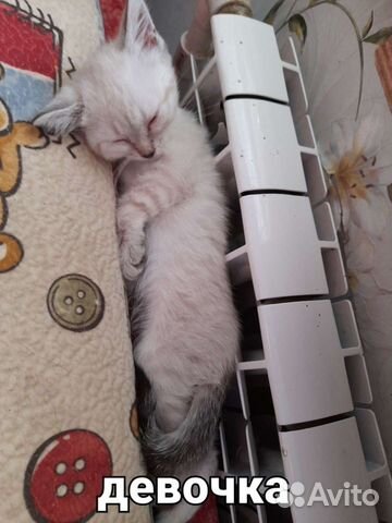 Сиамская кошка