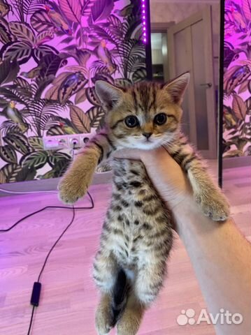 Котята шотладские вислоухие