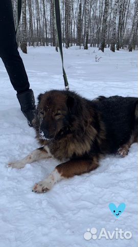 Кавказская овчарка мини. Идеальный пёс