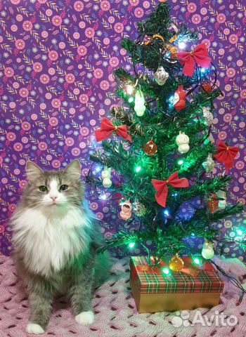 Кошка в самые добрые ручки