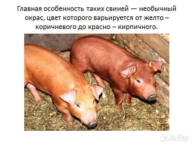 Продам хрячков